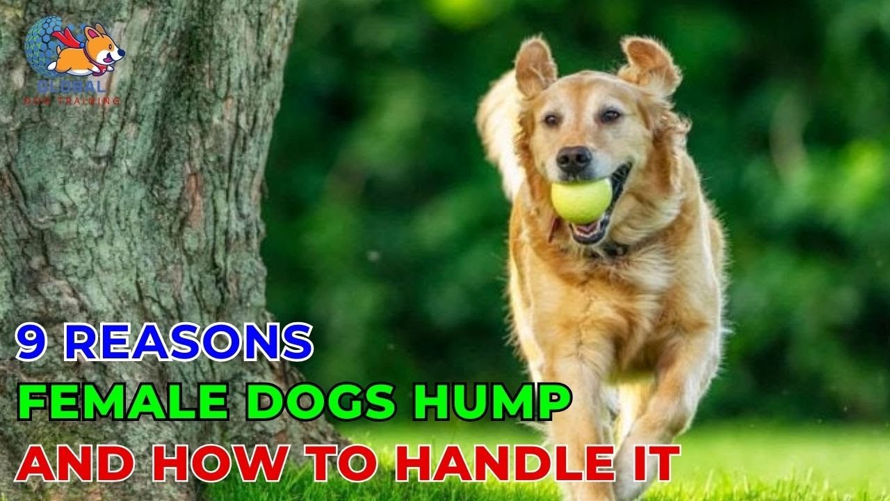 9 Reasons Behind Humping and Effective Solutions, Demystifying Female ...