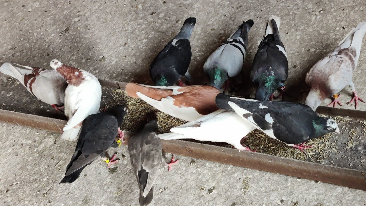 Taming my pigeons - YouTube