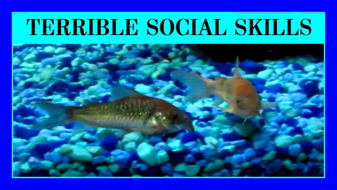 Episode 97: Why Can't They All Just Get Along? The Social Quirks of ...