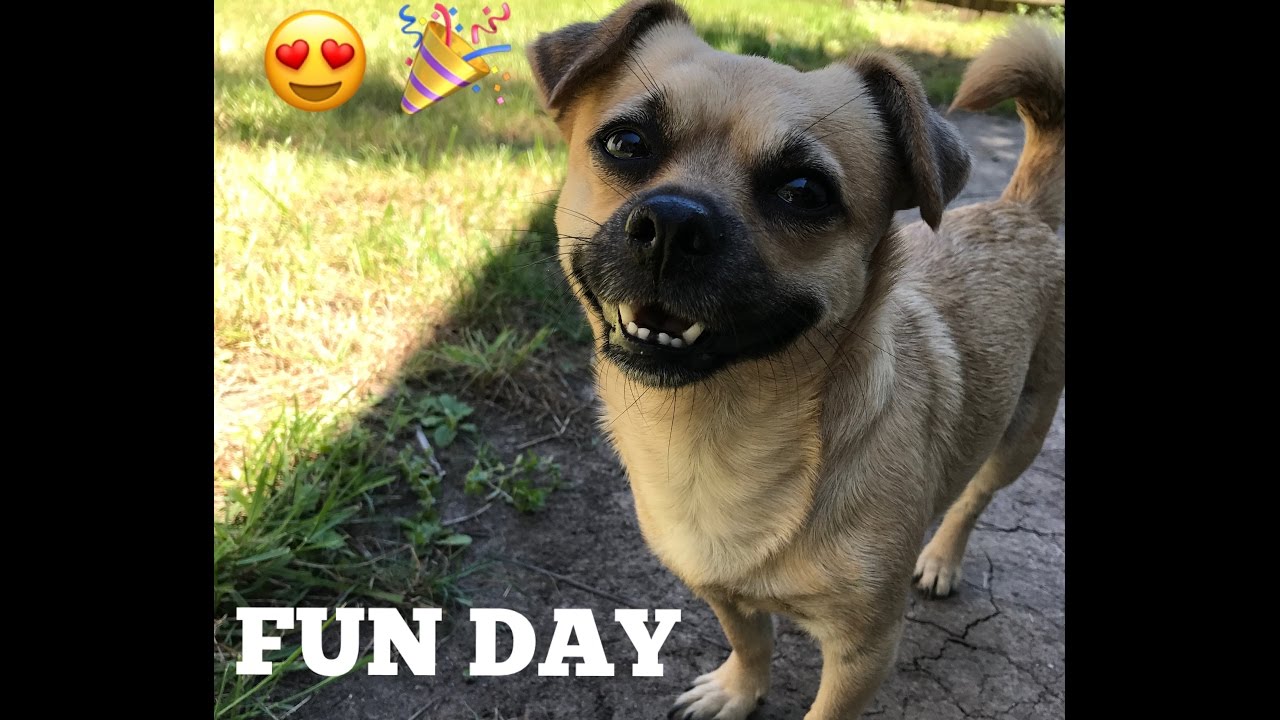 CHUG DOG HAVING FUN - YouTube