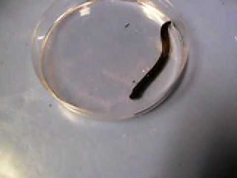 Movement of Leech using suckers - YouTube