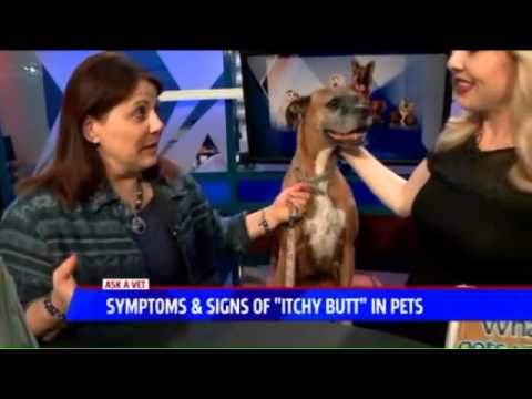 Symptoms, Signs of 'Itchy Butt' - Ask a Vet with Dr. Jyl