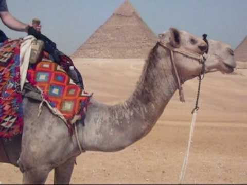 Grumpy Camel - YouTube