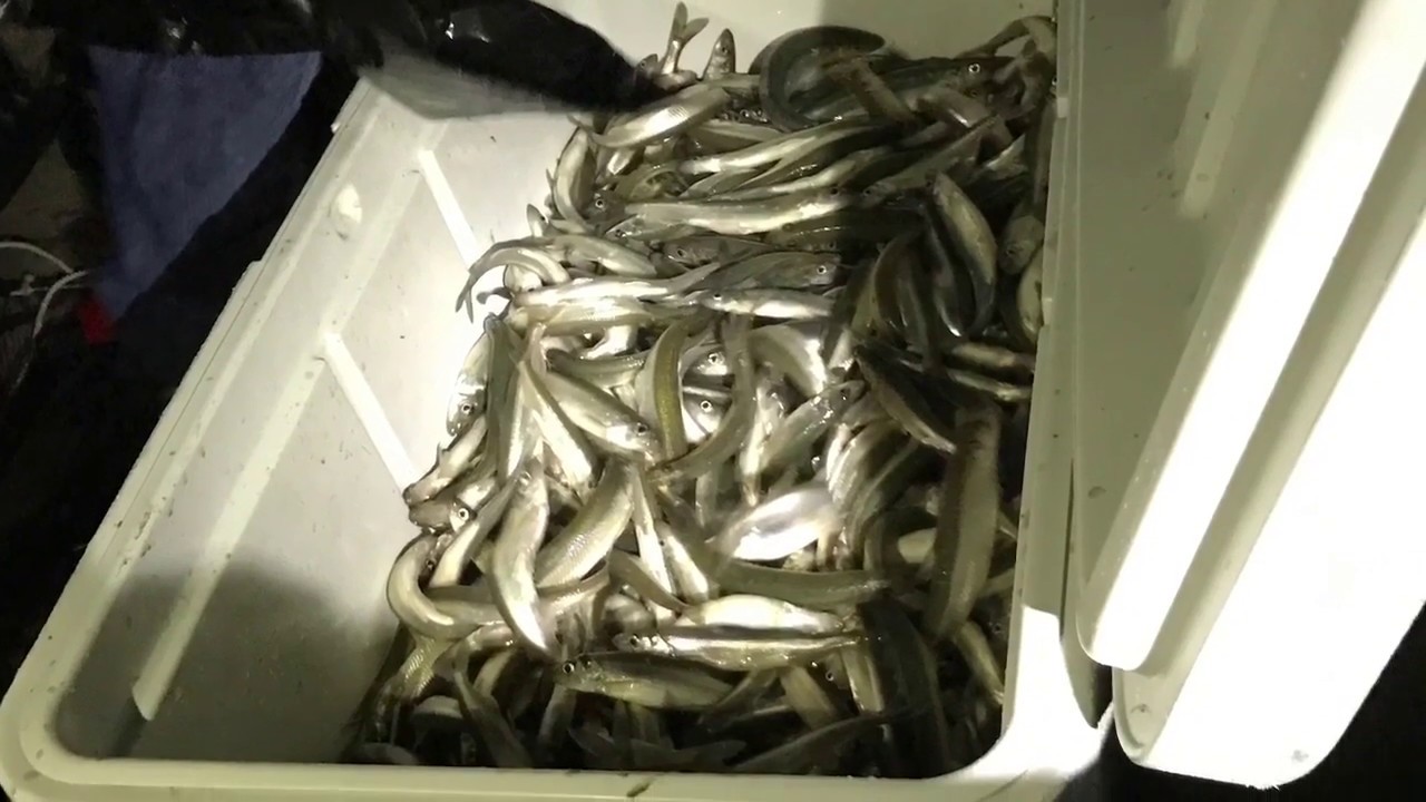 dip net and lift net massive smelt fishing at Niagara river Apr 14 2017 ...