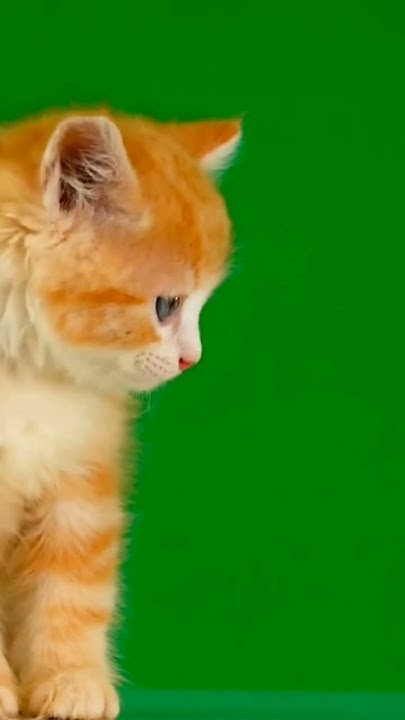милый котик Youtube