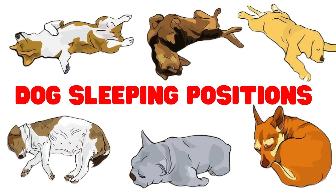 10+ Dog Sleeping Positions - Their Adorable Meanings - YouTube