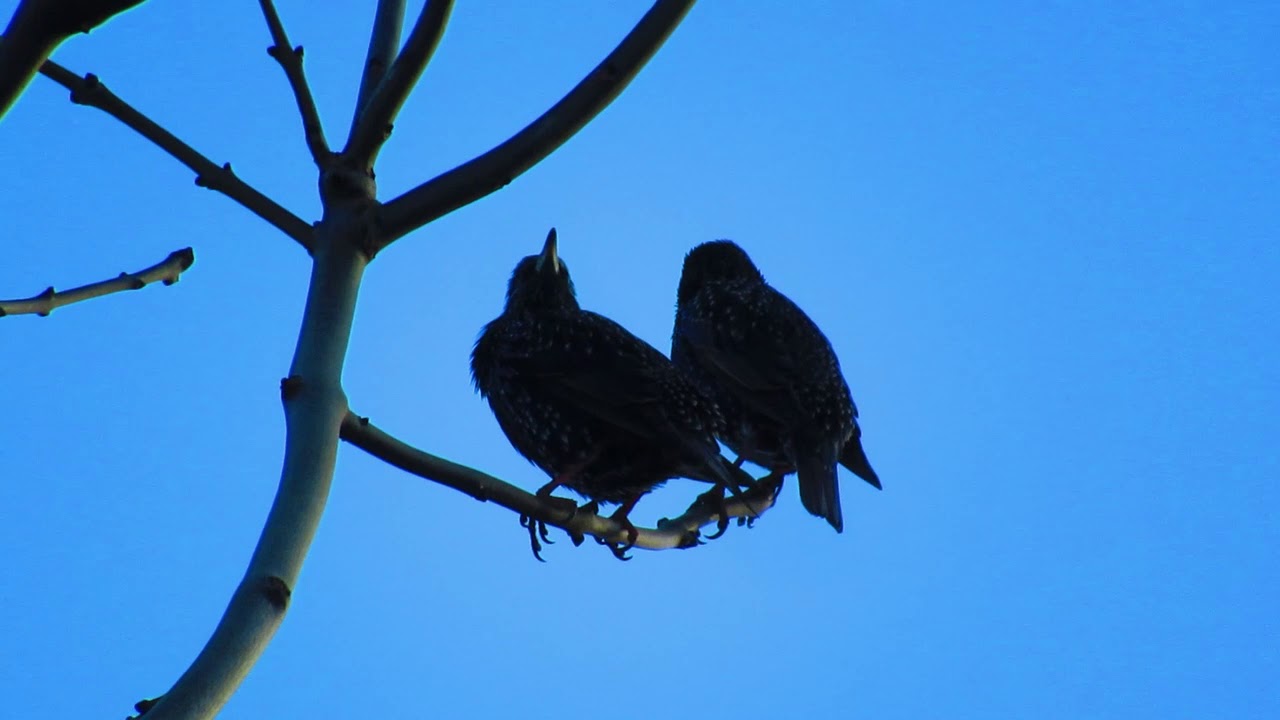 Birds mimicking birds... watch out! - YouTube