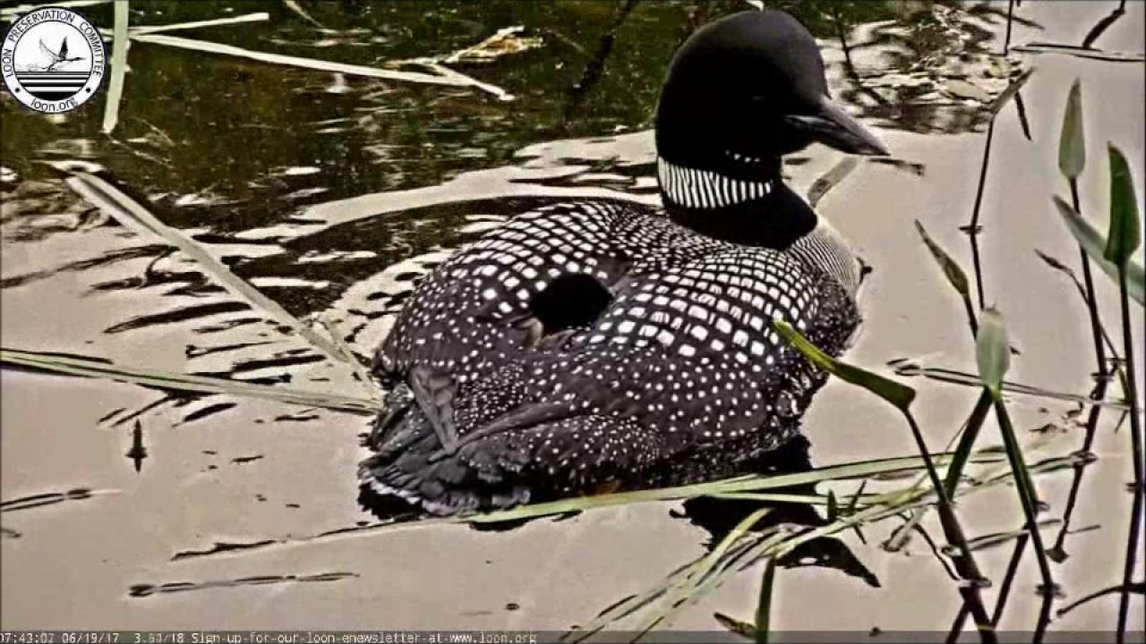 Loon Nest Live Cam Hatchling rides on Mom back to nest 7:39am EDT 6-19 ...