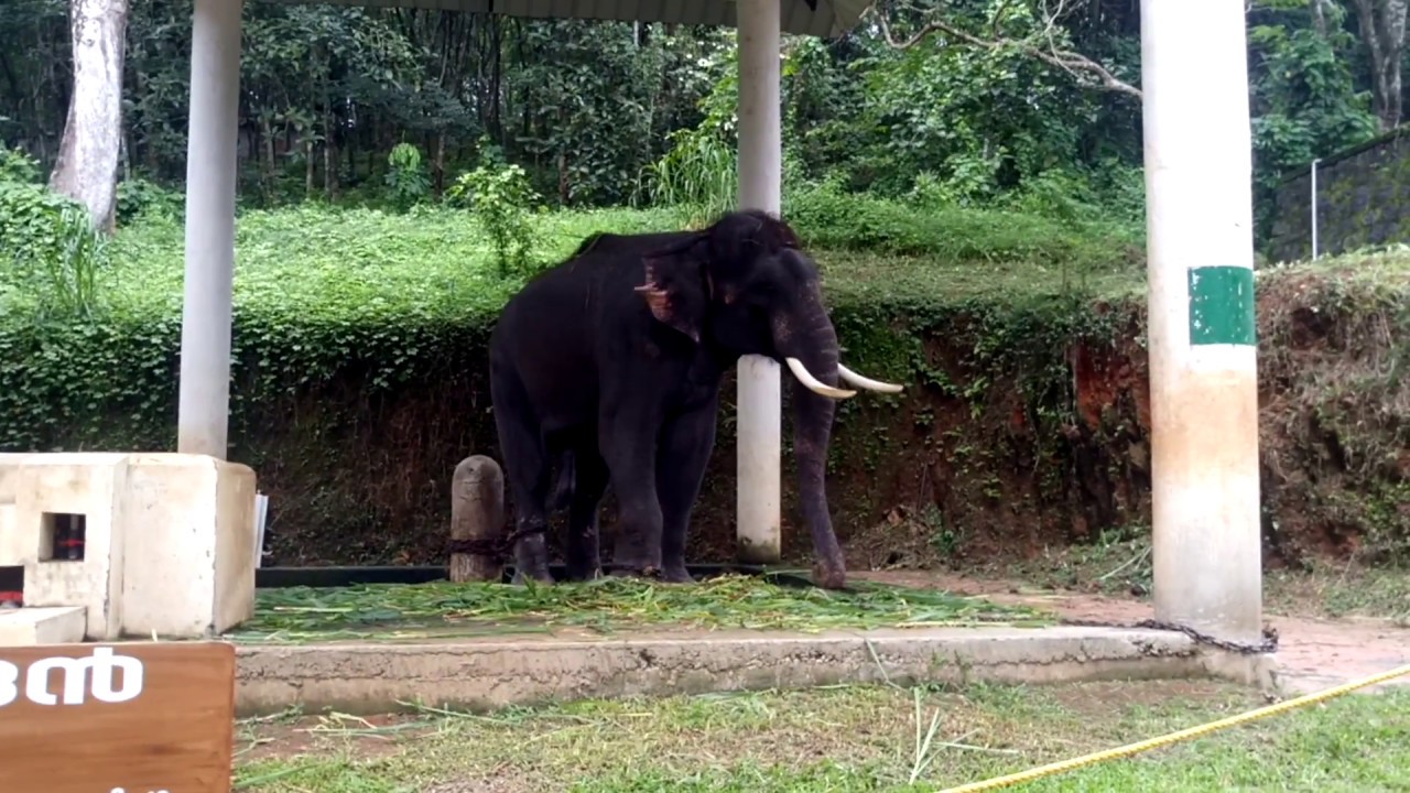 KONNI ELEPHANT TRAINING CAMP - YouTube