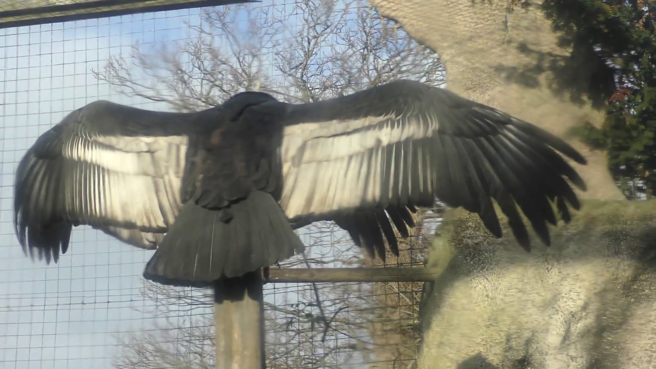 good Andean Condor wings open at Colchester Zoo 19dec17 1057a - YouTube