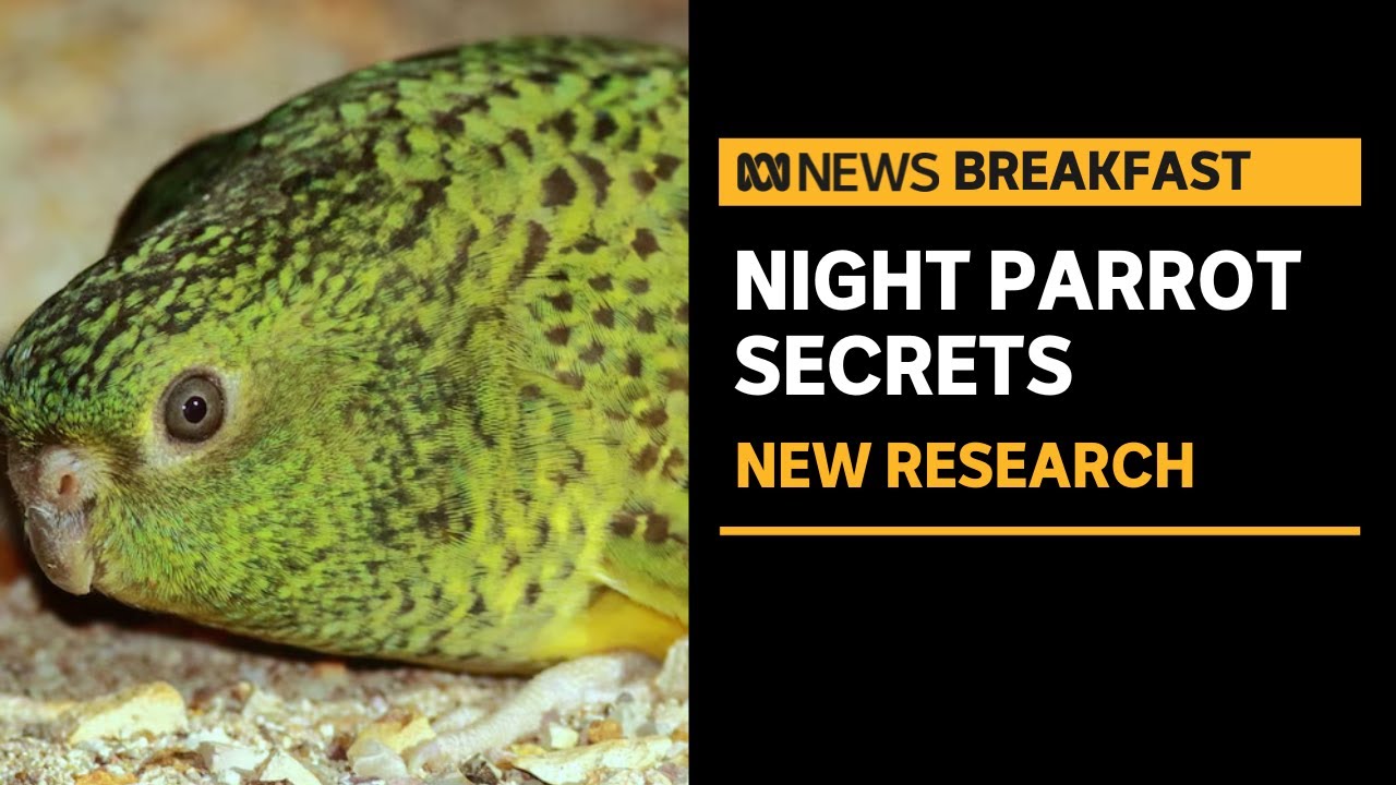 Unlocking the genetic secrets of the night parrot, one of the world's ...