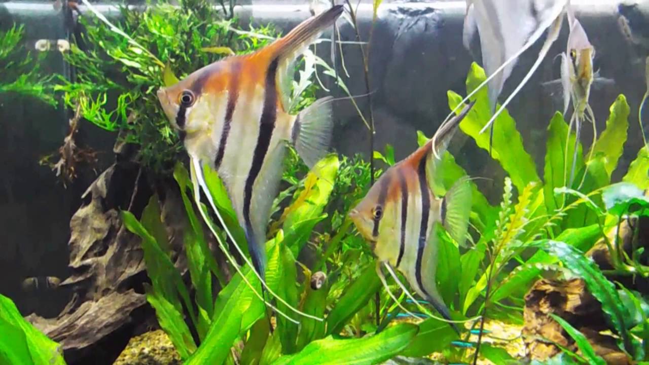 AKWARIUM 365L Pterophyllum scalare Rio Manacapuru F3 Red Shoulder - YouTube