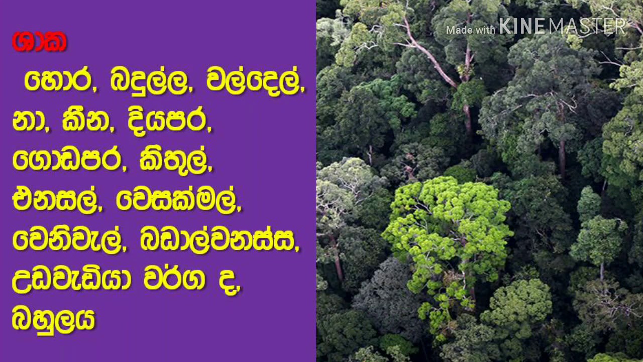 Athula Walawege -පහත රට තෙත් වනාන්තර - YouTube