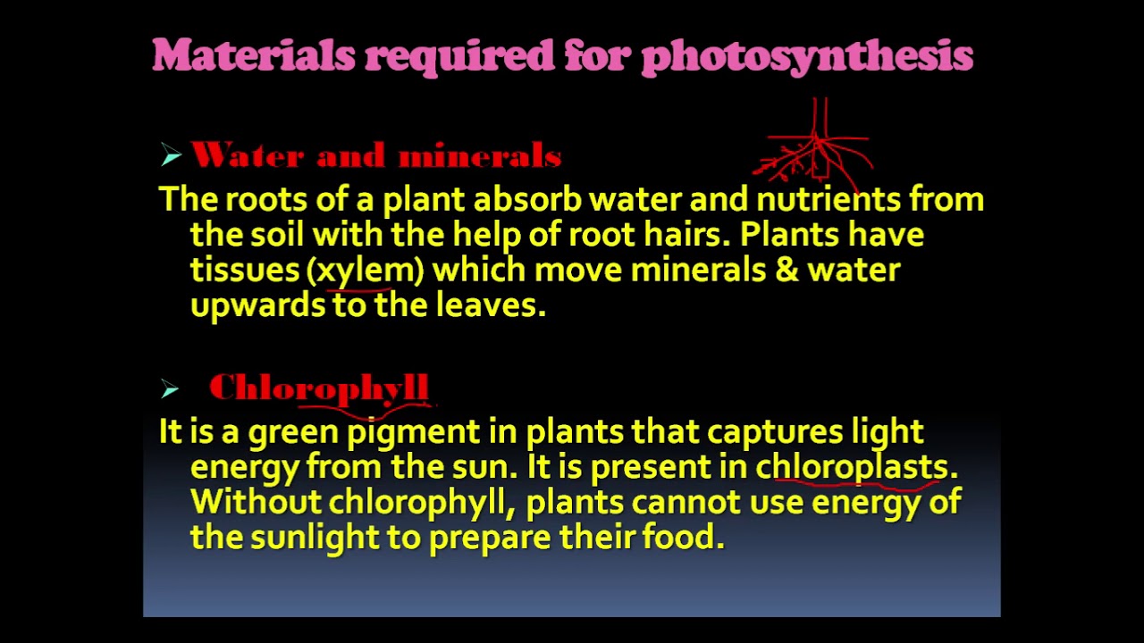 Class 7 Science Chapter 1 Nutrition In Plants Autotrophic Nutrition YouTube class-7-science-chapter-1-nutrition-in-plants-autotrophic-nutrition-youtube