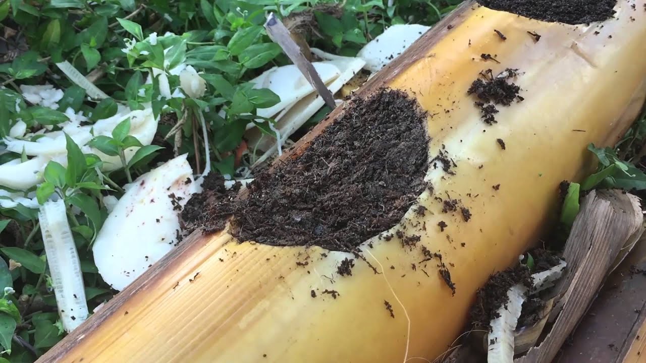 Banana Trunk Planter - YouTube
