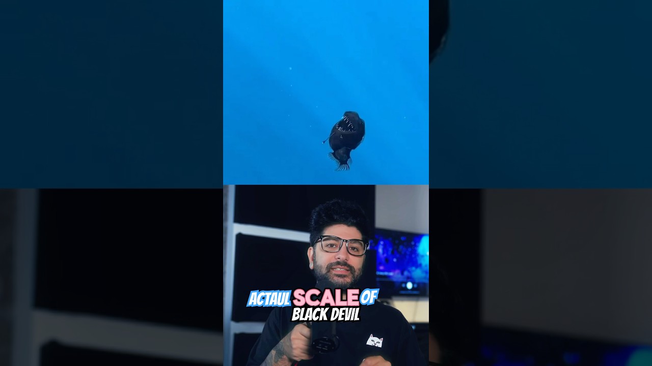 Actual scale of the angler fish #shorts - YouTube