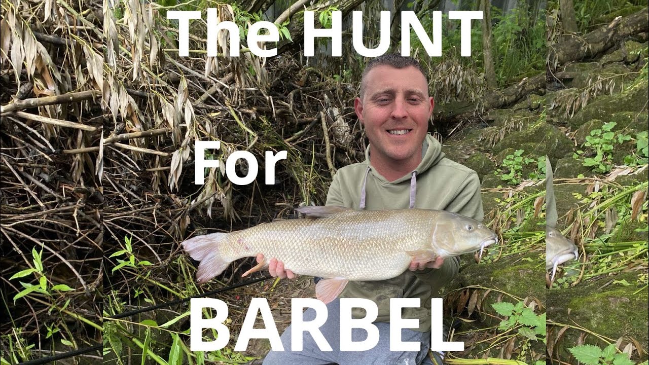 Barbel Fishing, River Aire Leeds - YouTube