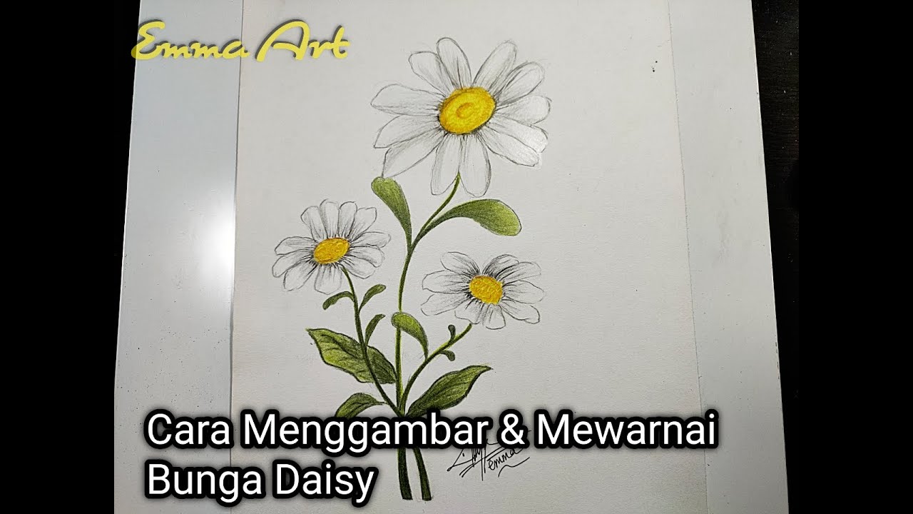 Cara Menggambar dan Mewarnai Bunga Daisy #viral #caramenggambar - YouTube