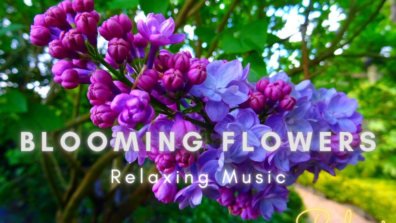 Blooming Flowers | BEST RELAXING MUSIC - YouTube