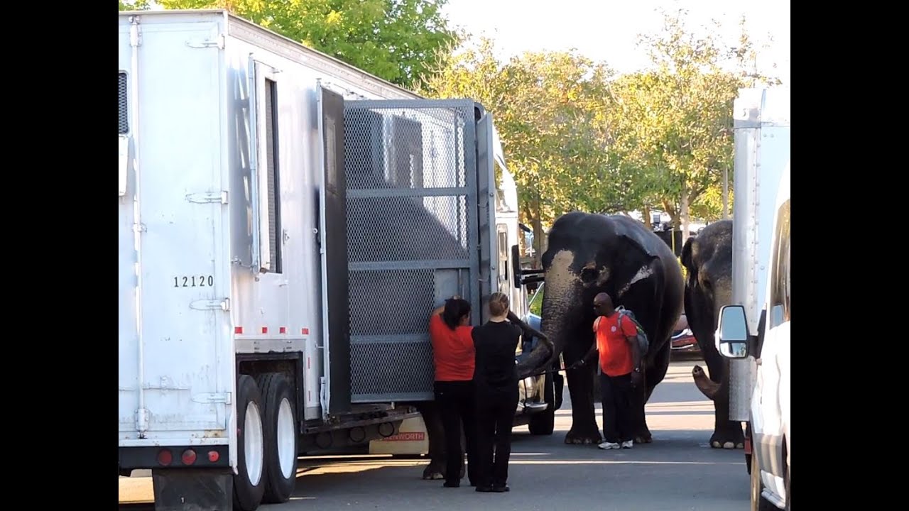 Ringling Bros Transporting Elephants, Sacramento, CA Sept 20, 2015 ...