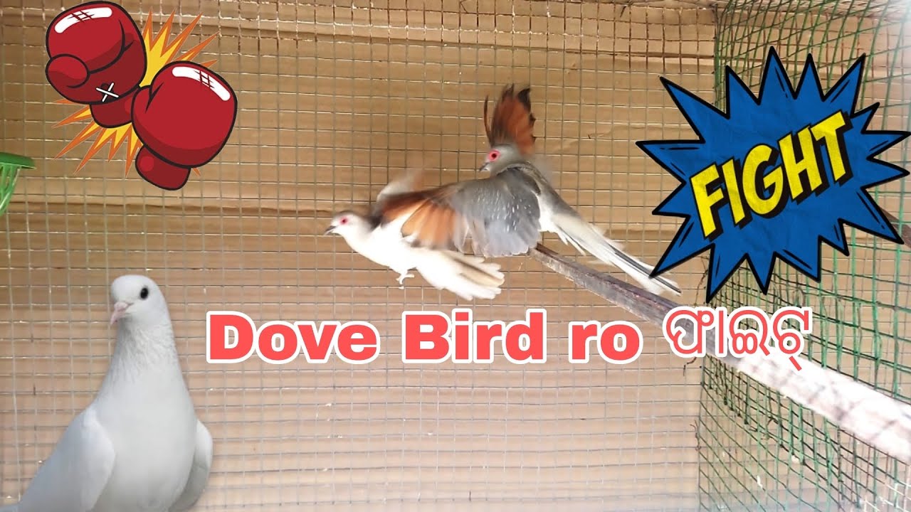 dove Bird ki fight//Dove bird ରୋ ଫାଇଟି - YouTube