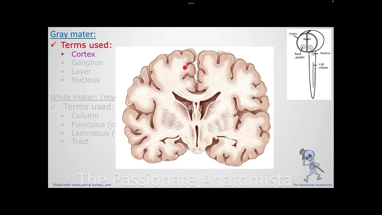 Neuroanatomy VD1- Introduction, part 1 (terms & definitions) - YouTube