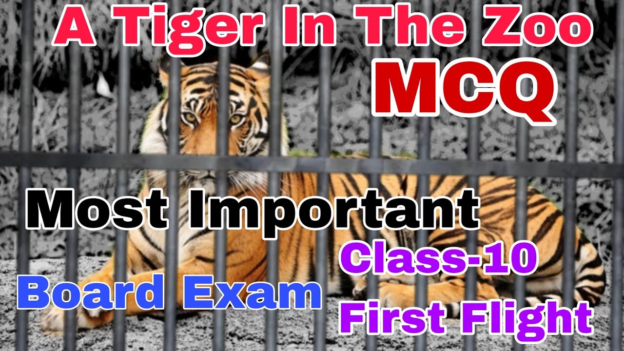 A Tiger In The Zoo MCQs, Class- 10 , First Flight Most important MCQs ...
