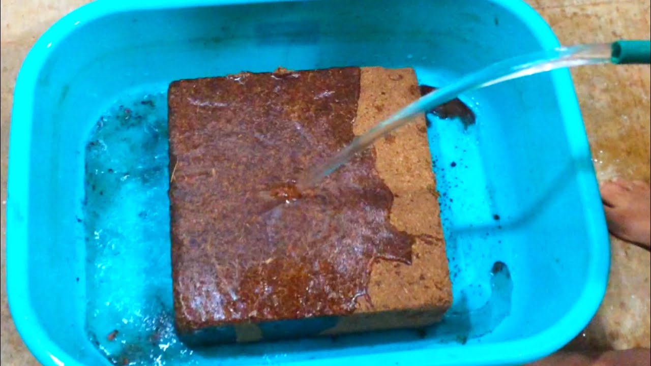 How to expand coco peat block into coco peat || 5 kg - YouTube