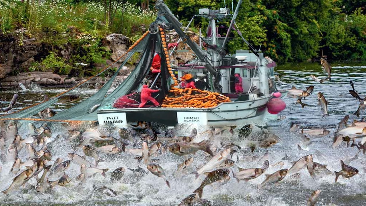Amazing Commercial Salmon Fishing in Alaska - Net Fishing Catching Big ...