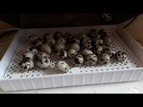 Cailles: Poussin Isabelle, nouvelle incubation, caille couveuse et ...