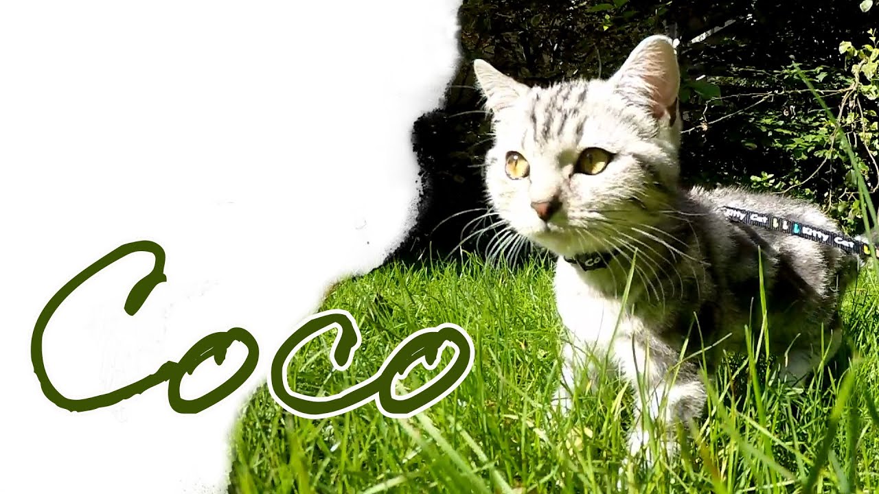 Coco Cat Content 2 - Outdoor Cuteness Overloaded - YouTube