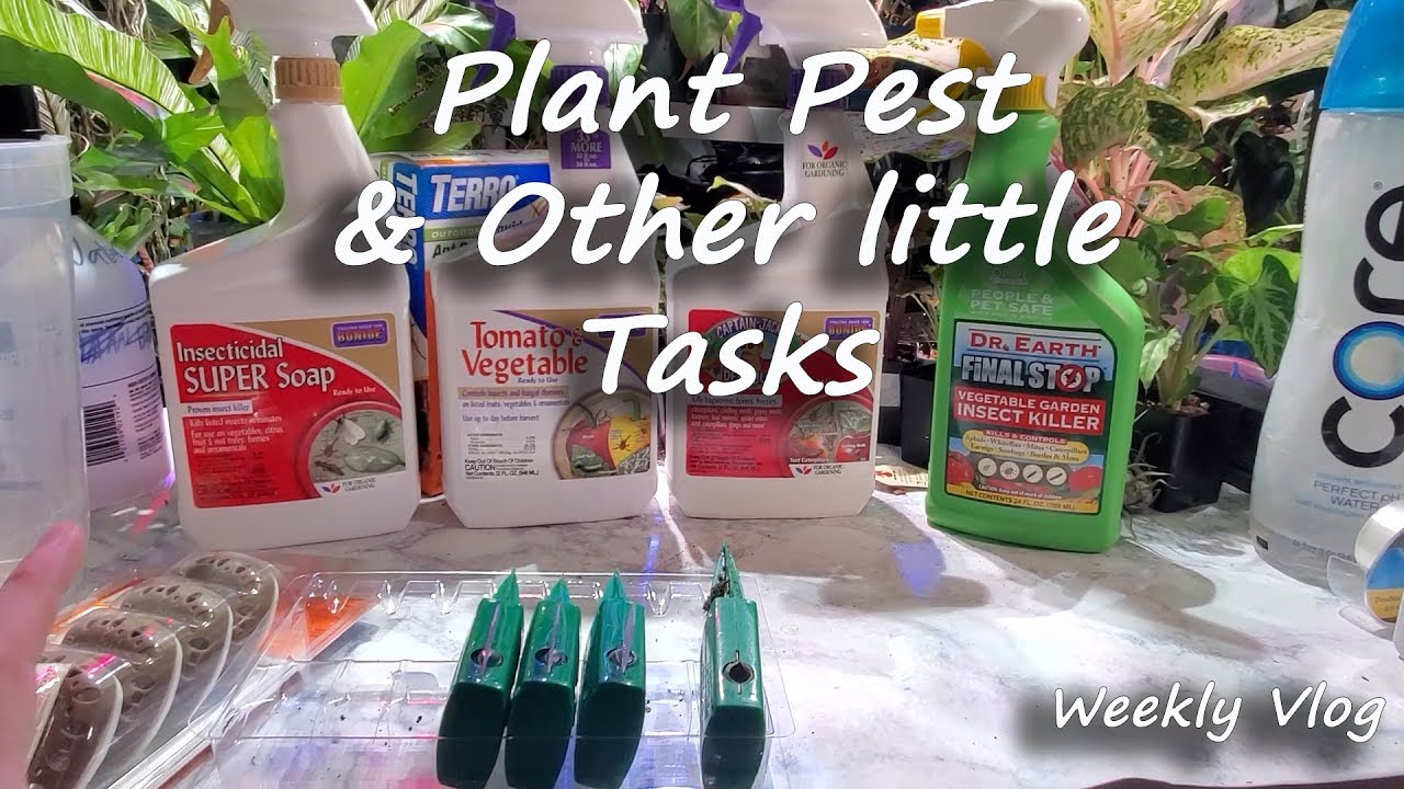 Plant Pest Prevention || Variegated Birds Nest Fern || Mule Palm Update ...