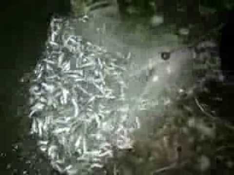 Catching Minnows in a Cast Net - YouTube
