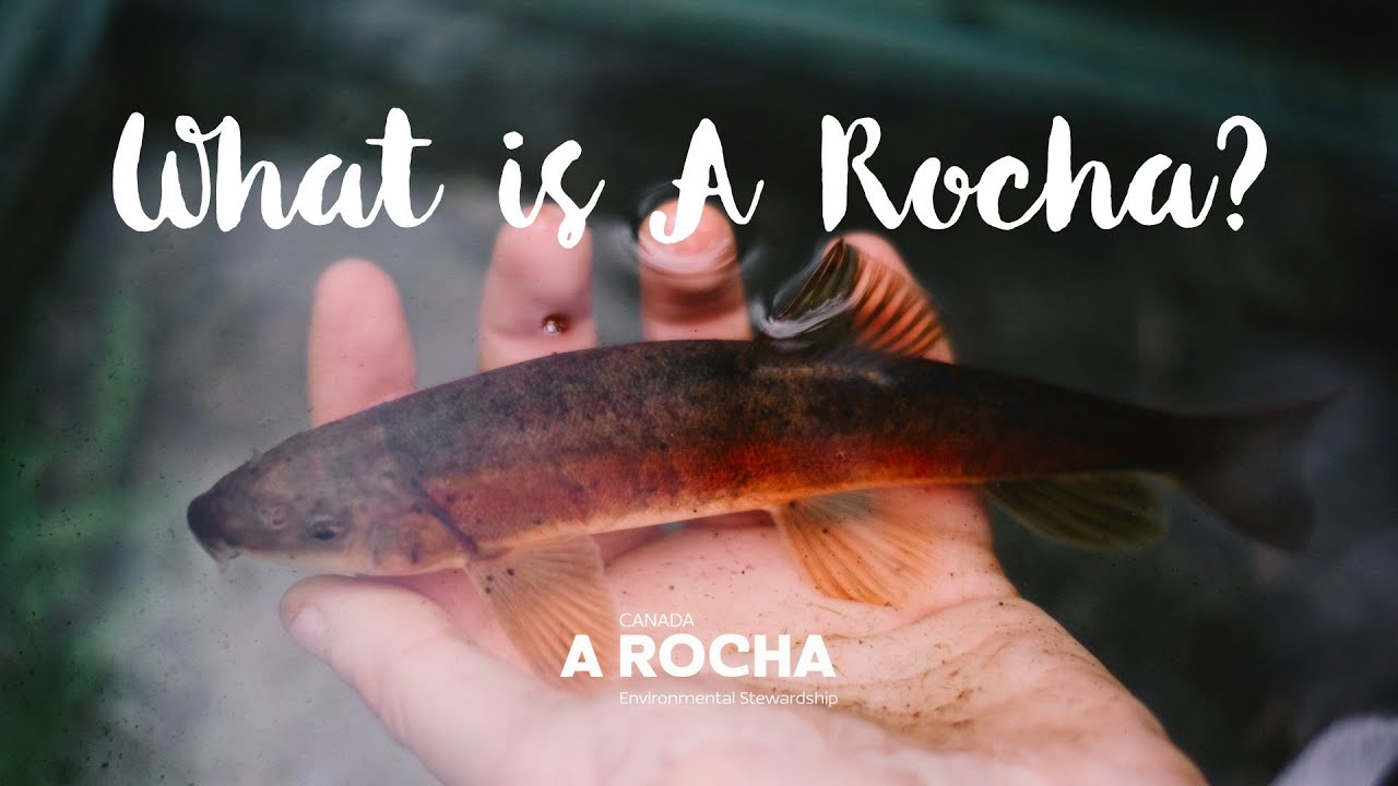 What is A Rocha? - YouTube