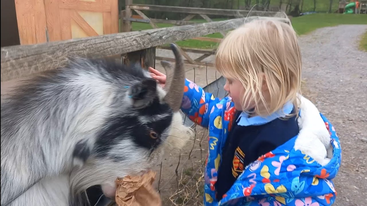 out feeding the goats 🐐🐏🐑bag snatch funny video 🤣🤣🤣 wiggles fun farm 🌳 ...