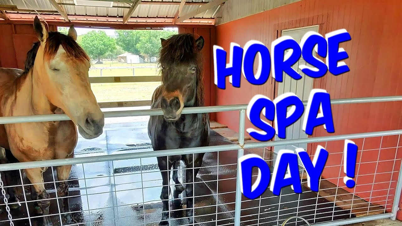 Horse SPA Day: Our Wash Routine ! 🐴 #horse #mustangs #icelandic - YouTube