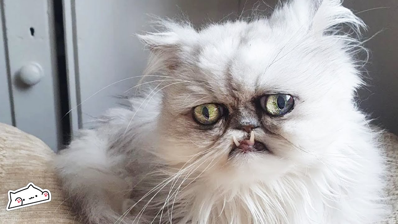 How Spooky Cat Wilfred the Warrior Became Famous | Cuddle Celebs - YouTube