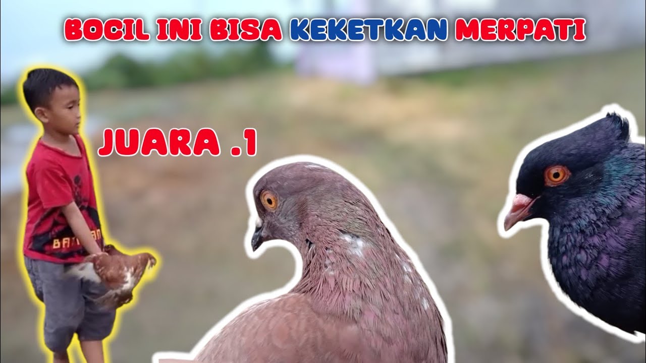 Adu Merpati Kolongan Ngamuk || merpati kolongan juara 1 - YouTube