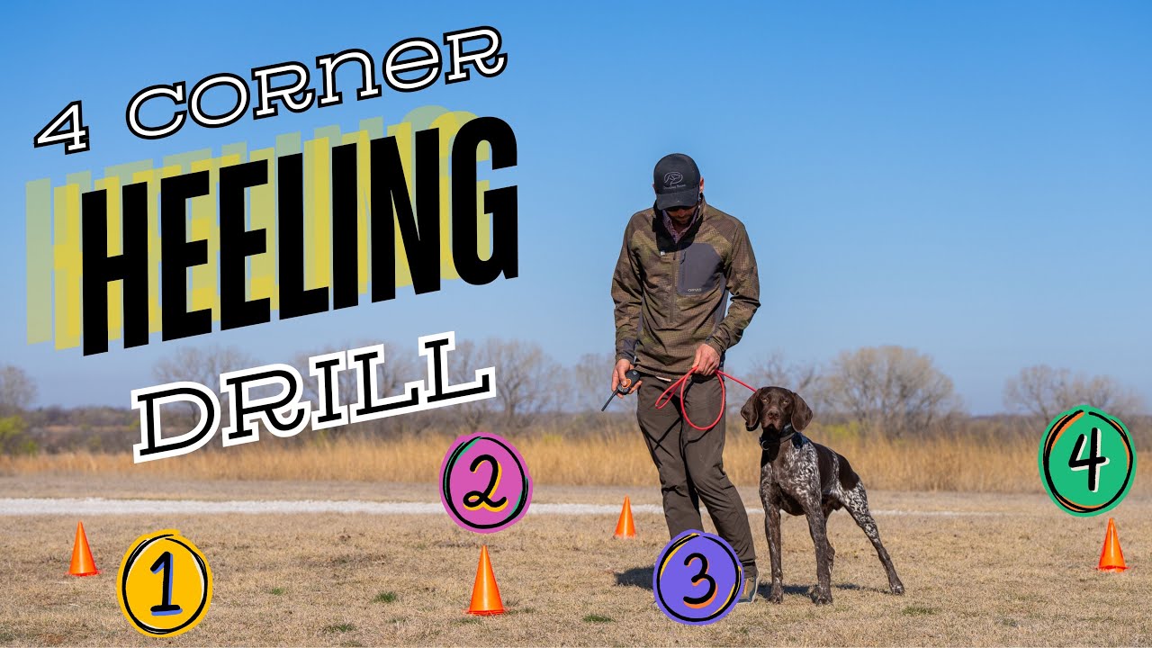 Help Your Dog Heel On Leash - 4 Corners Heeling Drill - YouTube