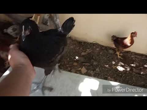 Cuce ve Toyuq yerinin dezinfeksiyasi