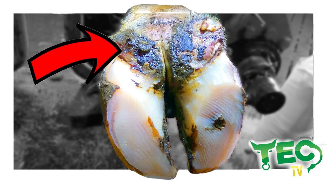 HEEL INFECTION ON THIS COW'S FOOT | TEC TV - YouTube