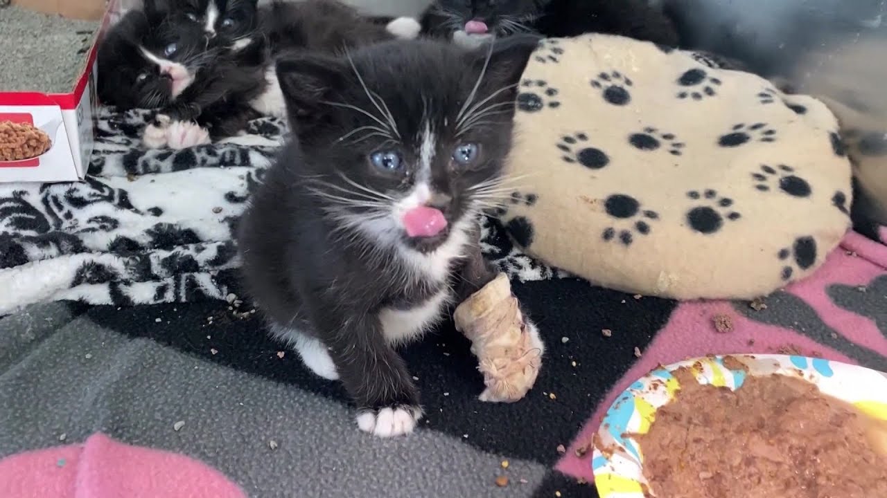 Mass. kitten recovering after rescue - YouTube
