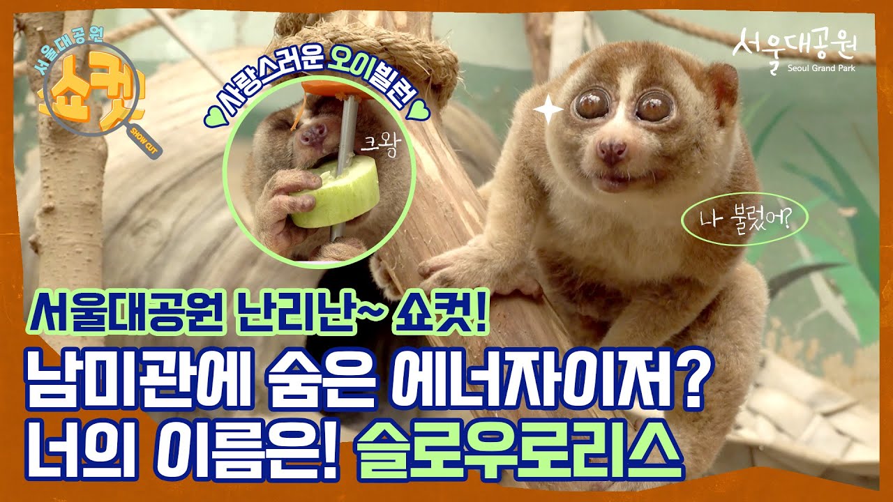 사랑스러운 오이 빌런🥒 너의 이름은? 슬로우로리스! | Adorable cucumber villain🥒 What's your ...