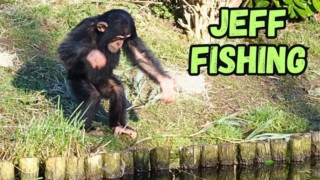 Baby Chimp Jeff Goes To The Water With His Stick - YouTube