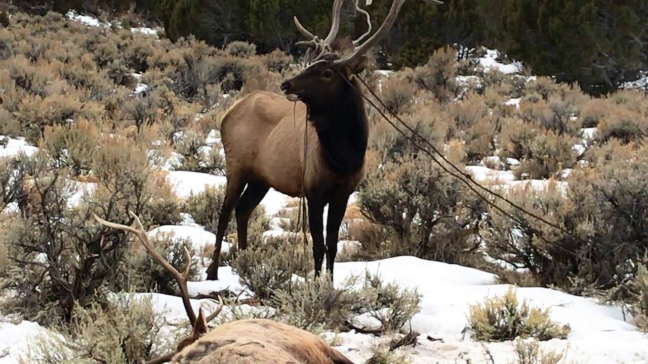 Bull Elk Rescue in Southern Utah - YouTube