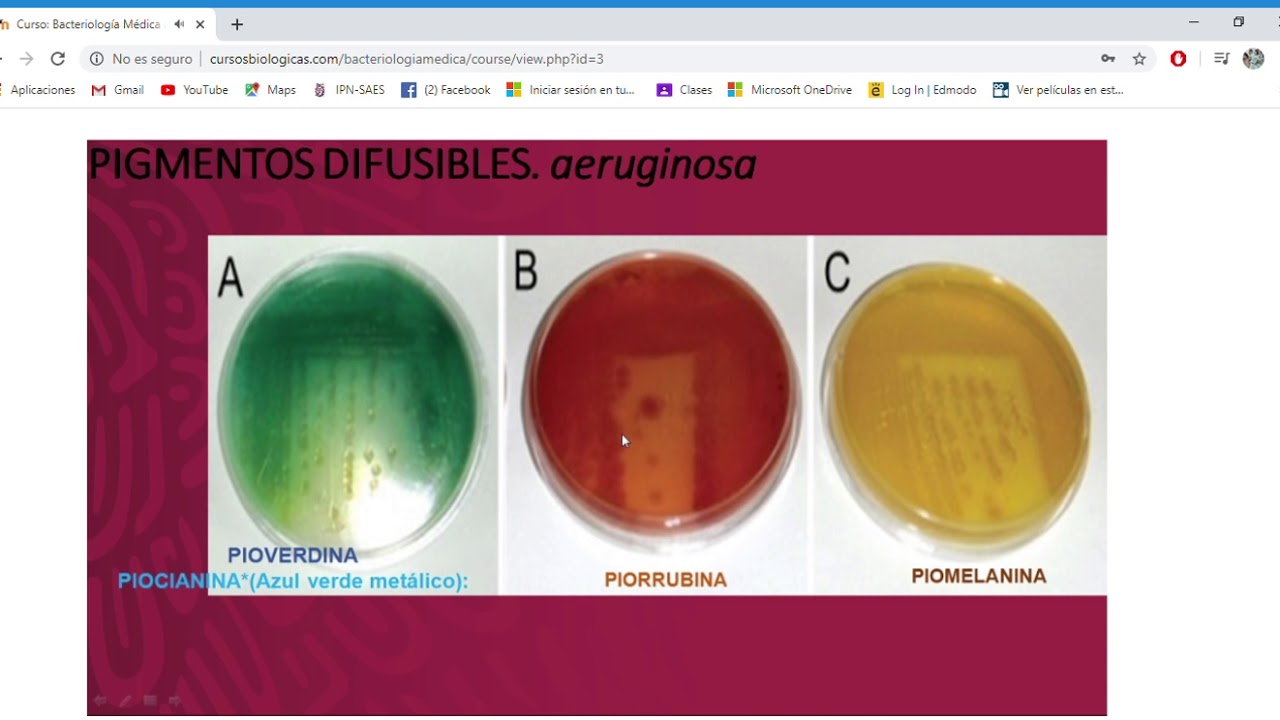 Curso Bacteriología Médica aula virtual Pseudomonas - YouTube