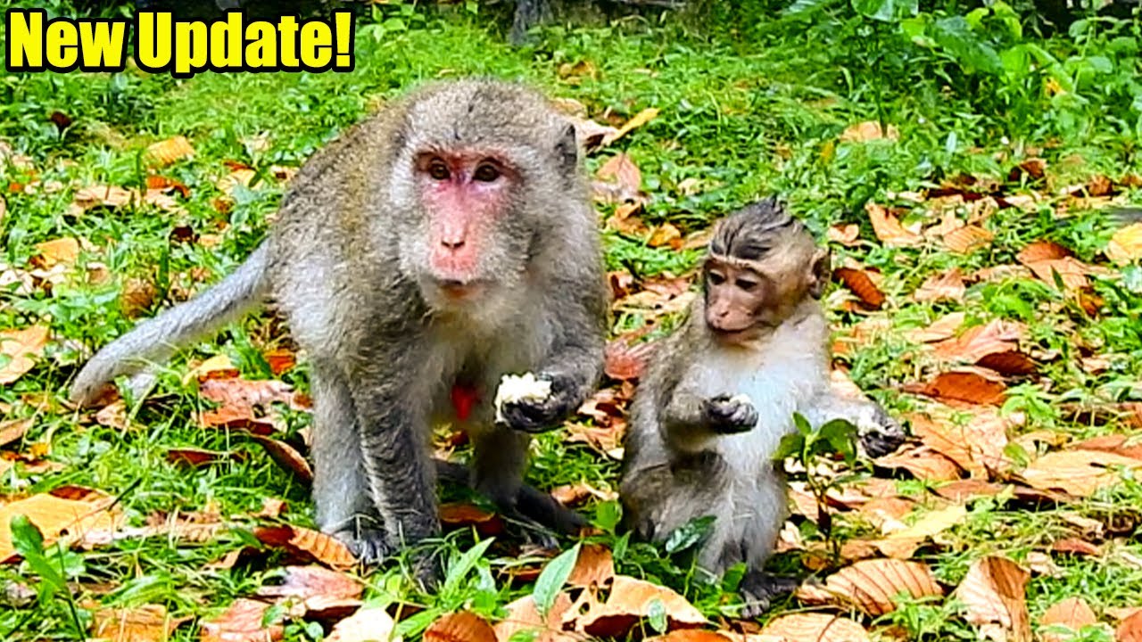 Jazzy Monkey Well Realize Jane Monkey is Trouble With Hungry If Acting ...