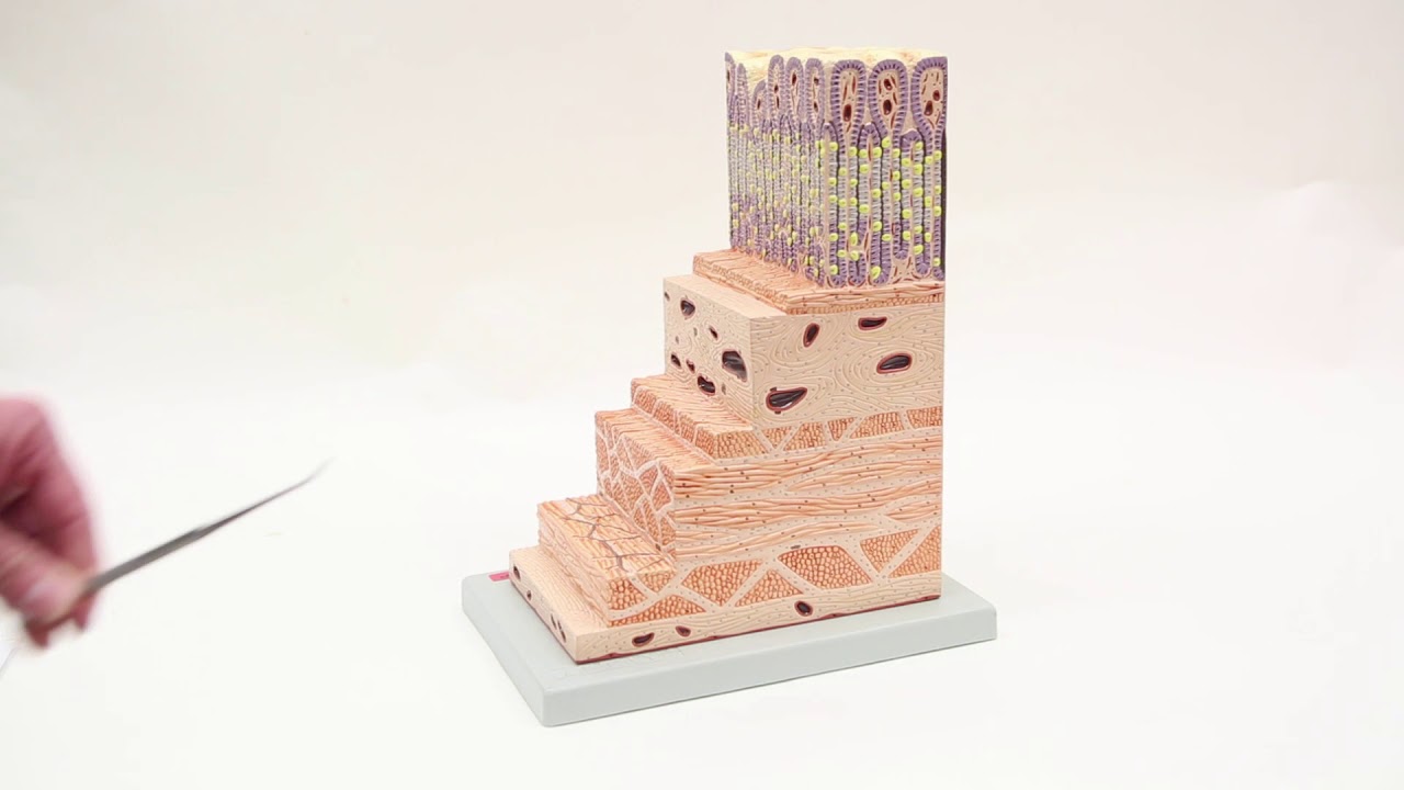 Stomach Wall Model - YouTube