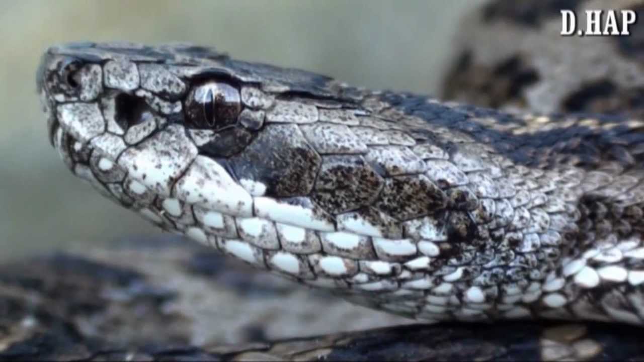 [한국_Korea] 까치살모사 (Short-tailed Viper Snake) - YouTube