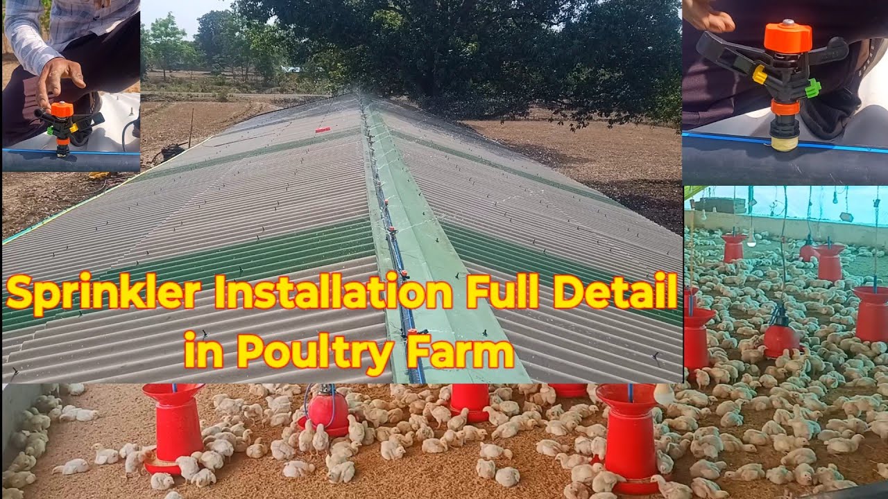 Sprinkler Install Full Detail In Poultry Farm , How to install ...